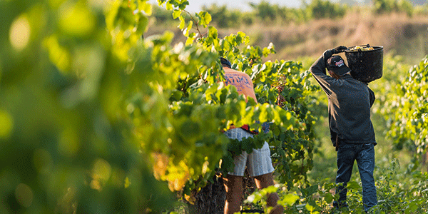 Meet AT Roca - stunning mid-priced Fizz | The Spanish Acquisition